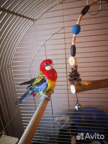 Попугай розелла с клеткой