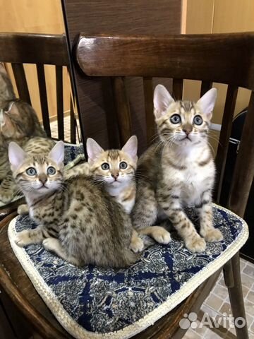 Бенгальские малыши