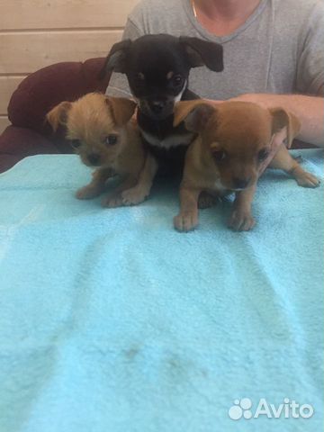 Продаются щенки миниатюрных собачек