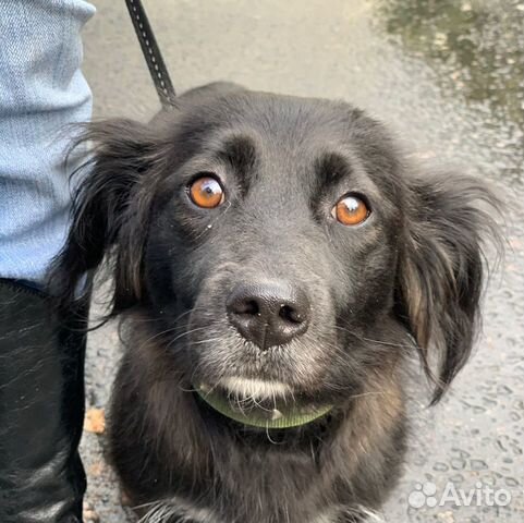 Чапа, 3 года, 35 см