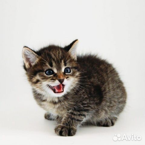 Наполеон очень сладкий малыш