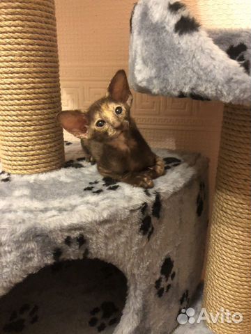 Ориентальные котята