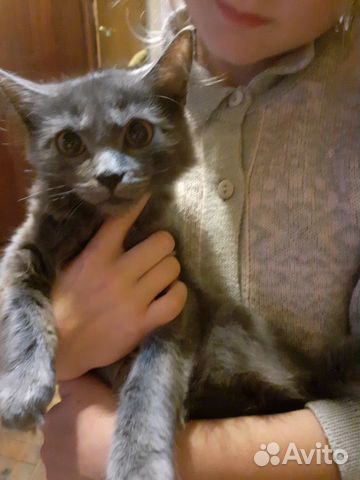 Котята