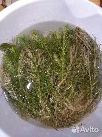 Погостемон Эректус