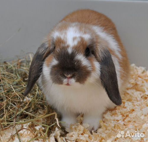 Кролик вислоухий
