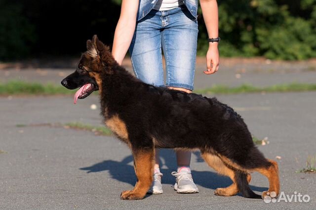 Шикарная длинница с документами