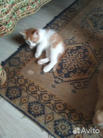 Котятки в добрые ручки