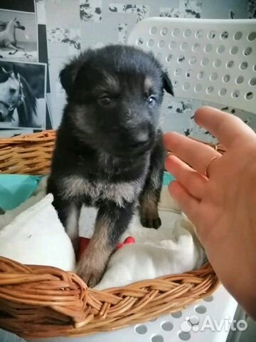 Овчароидный щенок