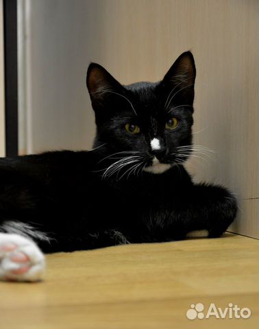 Котенок маркиз,мальчик черно-белый
