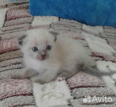 Котята от шотландской кошки