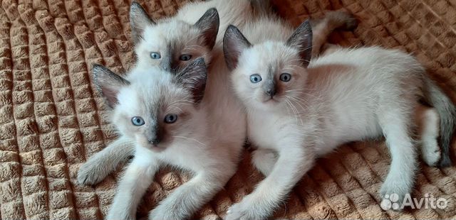 Продаю тайских котят