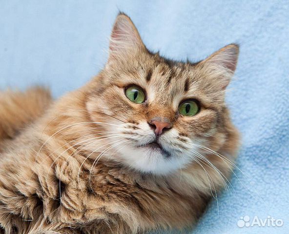 Кошка Пуша ищет дом
