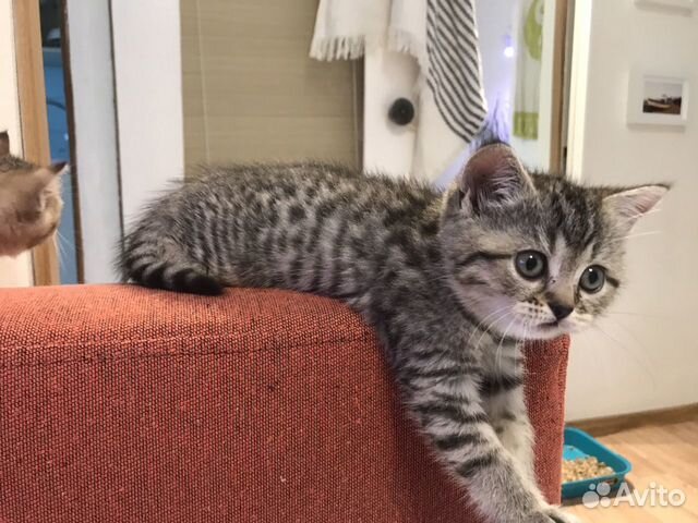 Котёнок Скотиш Страйт