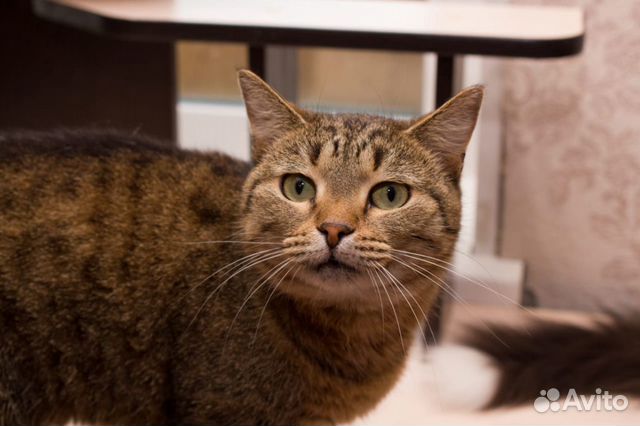 Ласковая кошечка Мусечка в поисках дома