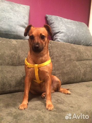 Милая Лиса ищет свой дом