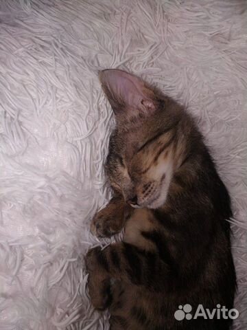 Я милый малыш, ищу дом