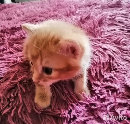 Шикарный котенок курильского бобтейла