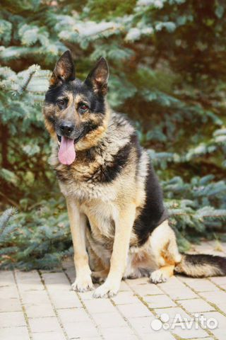 Арчи ищет дом