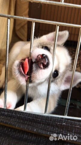 Очень красивый хаски