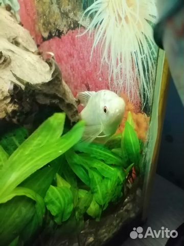 Отдам растения и трех рыбок данио и гурами