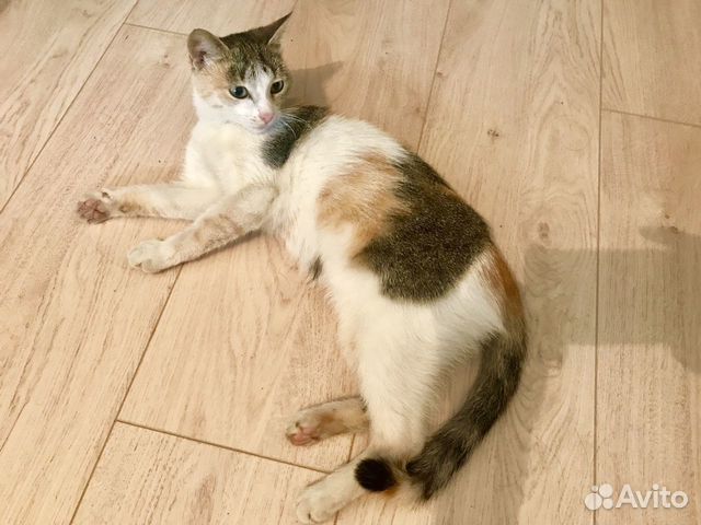 Трехцветная стерилизованная кошка (Кошки, котята