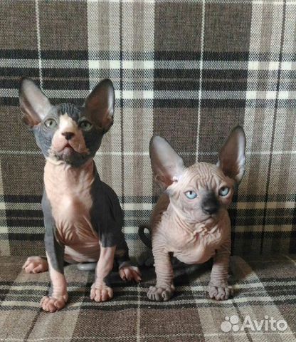 Котята настоящего канадского сфинкса