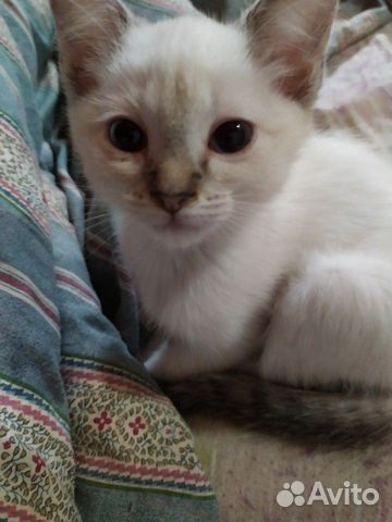Продам котенка