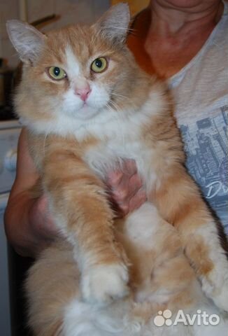 Котик в добрые руки