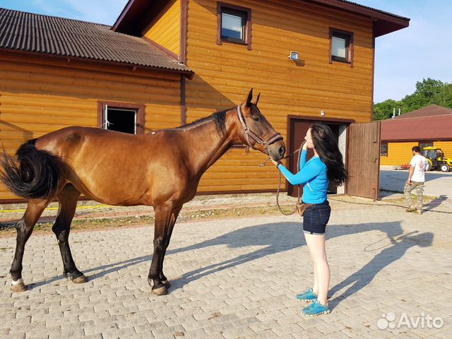 Англо-карачаевская Кобыла, 2012г