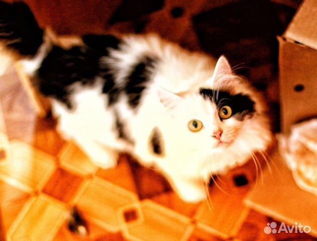 Заинька ищет любящих хозяев