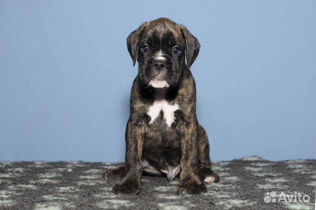 Кобелек боксера для семьи