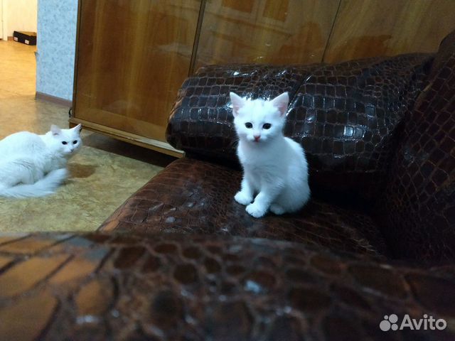 Кошечка турецкая ангора