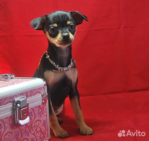 Девочка и мальчик с РКФ