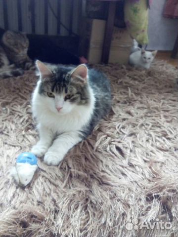 Котик Яша