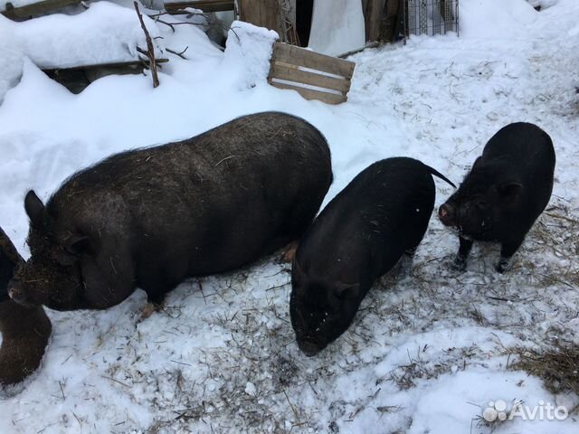 Чистопородные вьетнамские