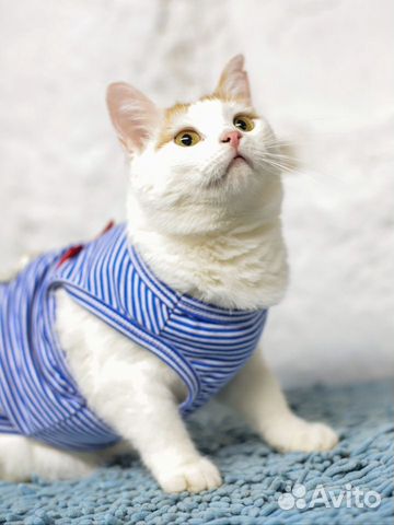 Котенок ищет Дом