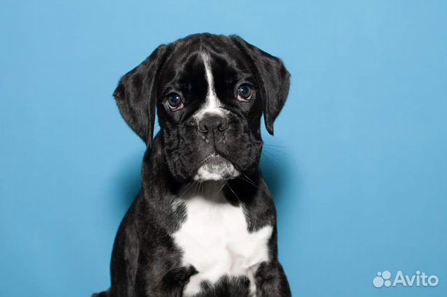 Щенок боксера девочка