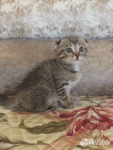 Котик шотландский вислоухий