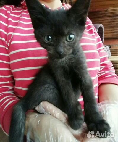 Котёнок девочка