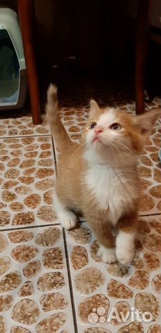 Рыжее солнышко в добрые руки