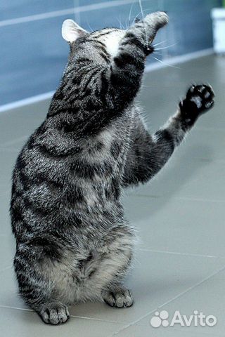 Котята с шикарным окрасом