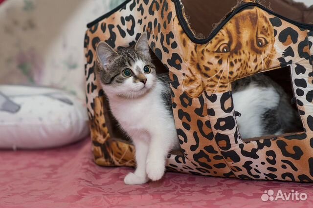 Красотка Ричи ищет дом