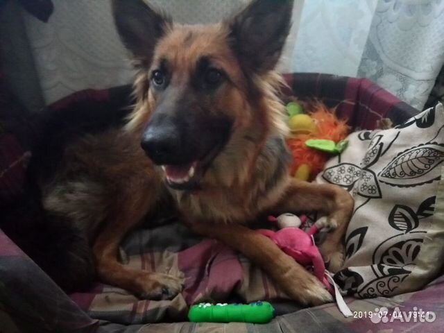 Продаю сабаку щенка овчарка зовут бэрта добрая пос