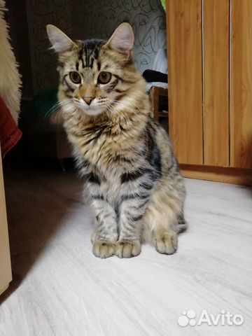 Отдам в добрые руки