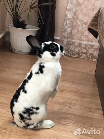 Декоративный кролик бабочка