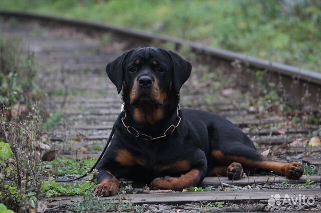 Щенок, девочка 9 месяцев