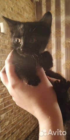 Черная Жемчужинка мечтает о доме