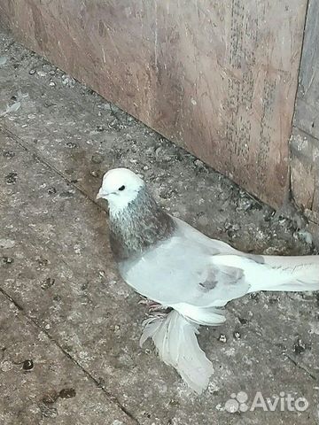 Голуби краснодарские, николаевские