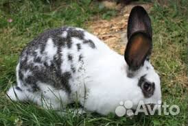 Продаются кролики
