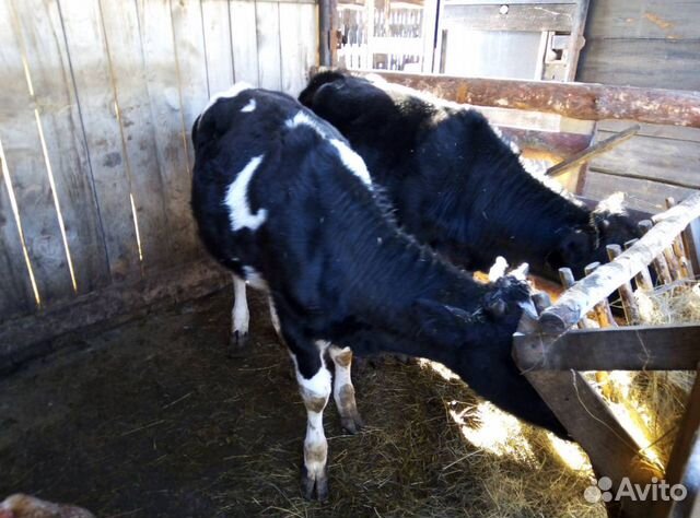 Продам молодых телок